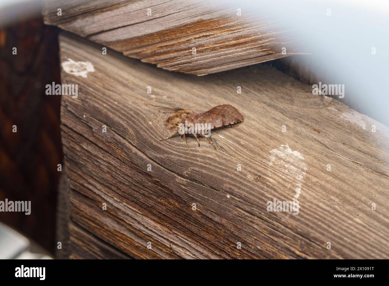 Cerastis rubricosa Family Noctuidae Genus Cerastis Red chestnut moth ...