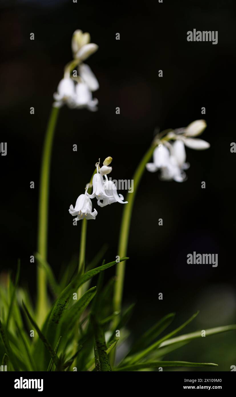 English whitebell, a form of bluebell (Hyacinthoides non-scripta ...