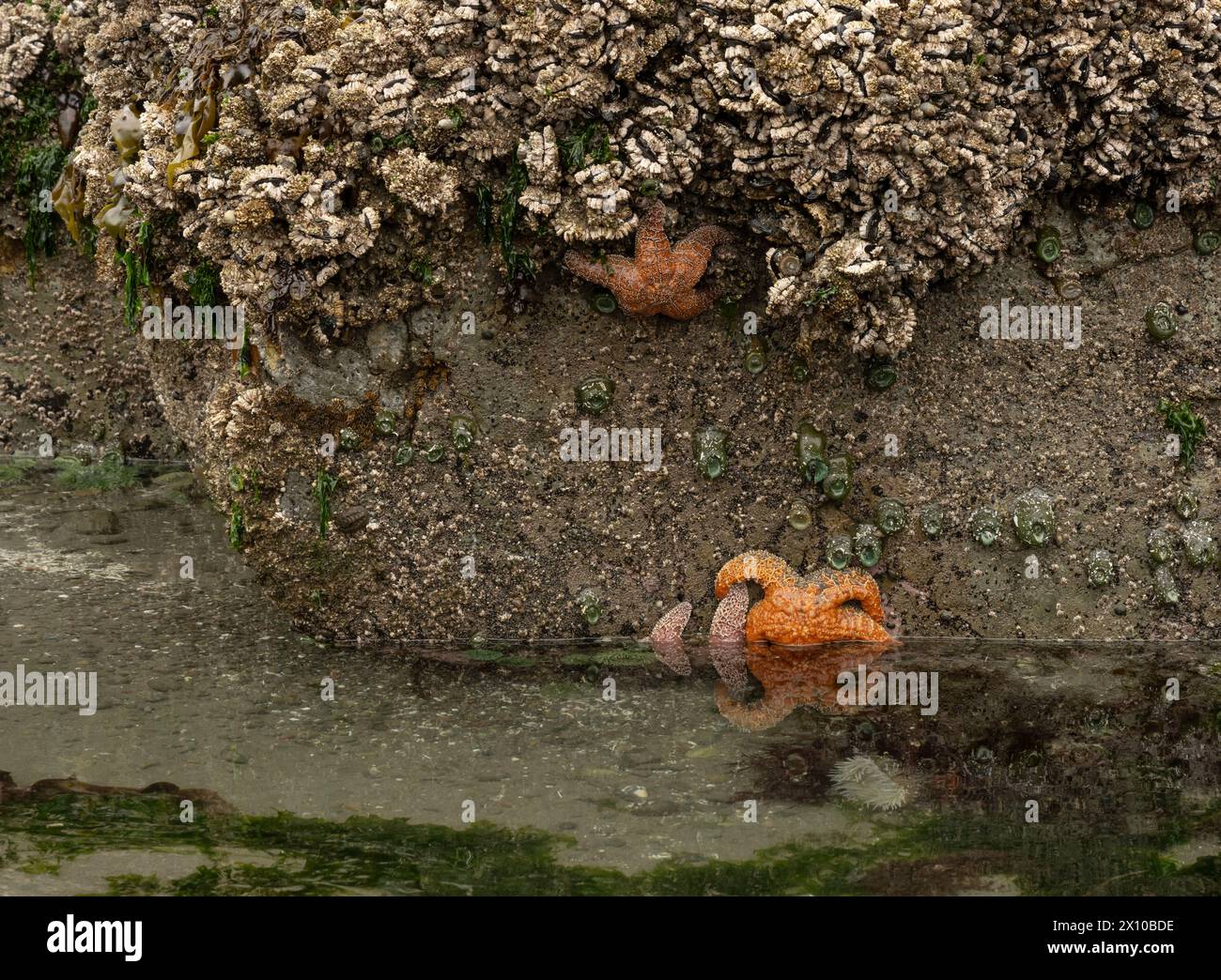 Life at Water Level In A Tidal Pool On Meyers Beach on the Oregon Coast ...