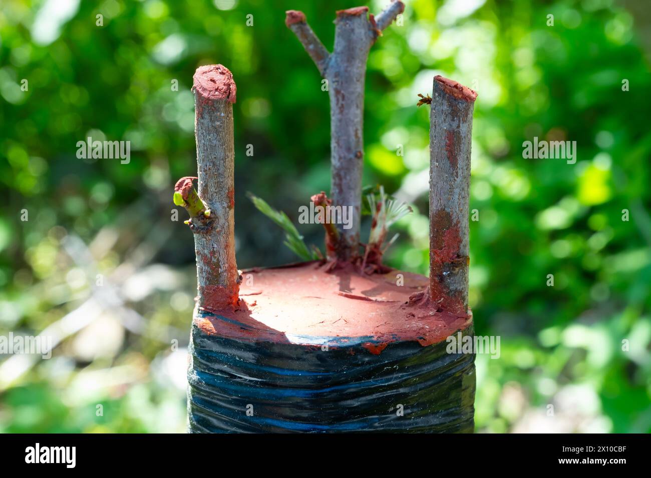 Grapevine propagation. plant nursery. Field of rooted grafts of vine ...