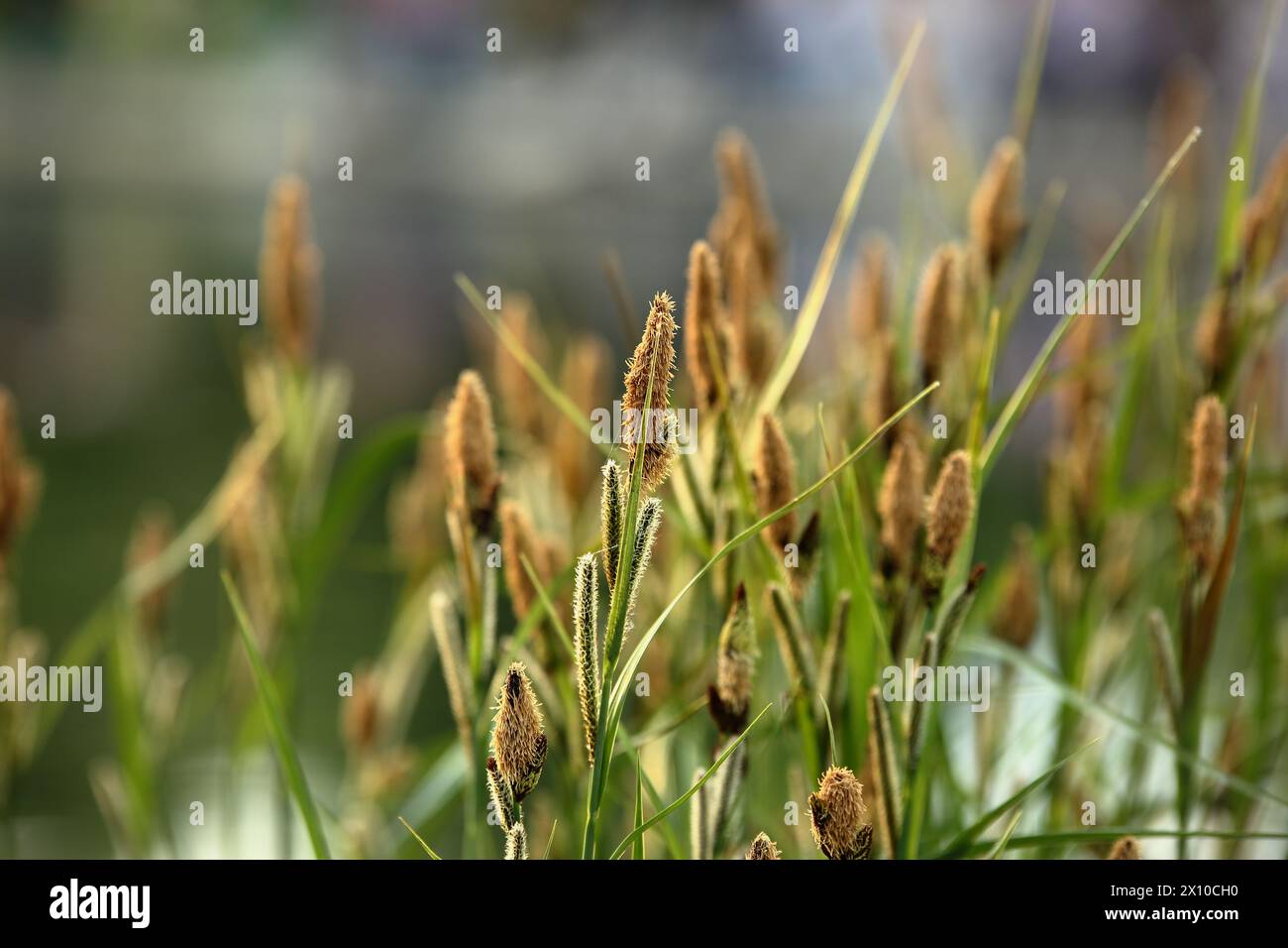 Grass sweet flag close up Stock Photo - Alamy