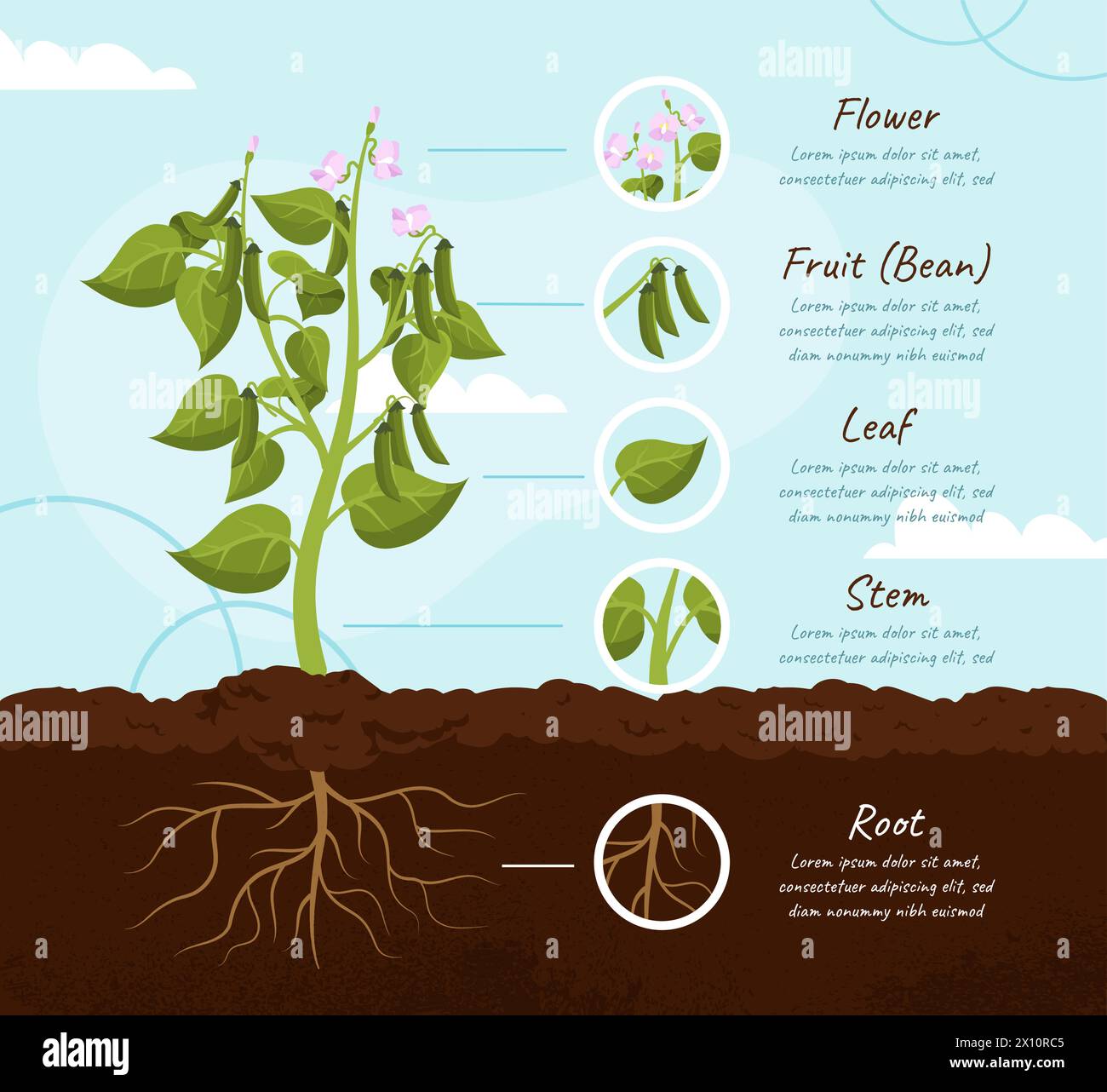 Plant parts infographics vector concept Stock Vector Image & Art - Alamy