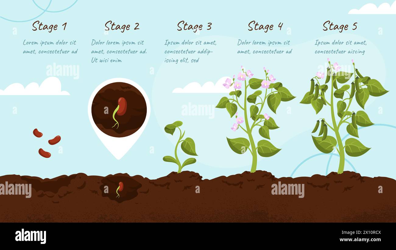 Plant growth stages vector concept Stock Vector Image & Art - Alamy