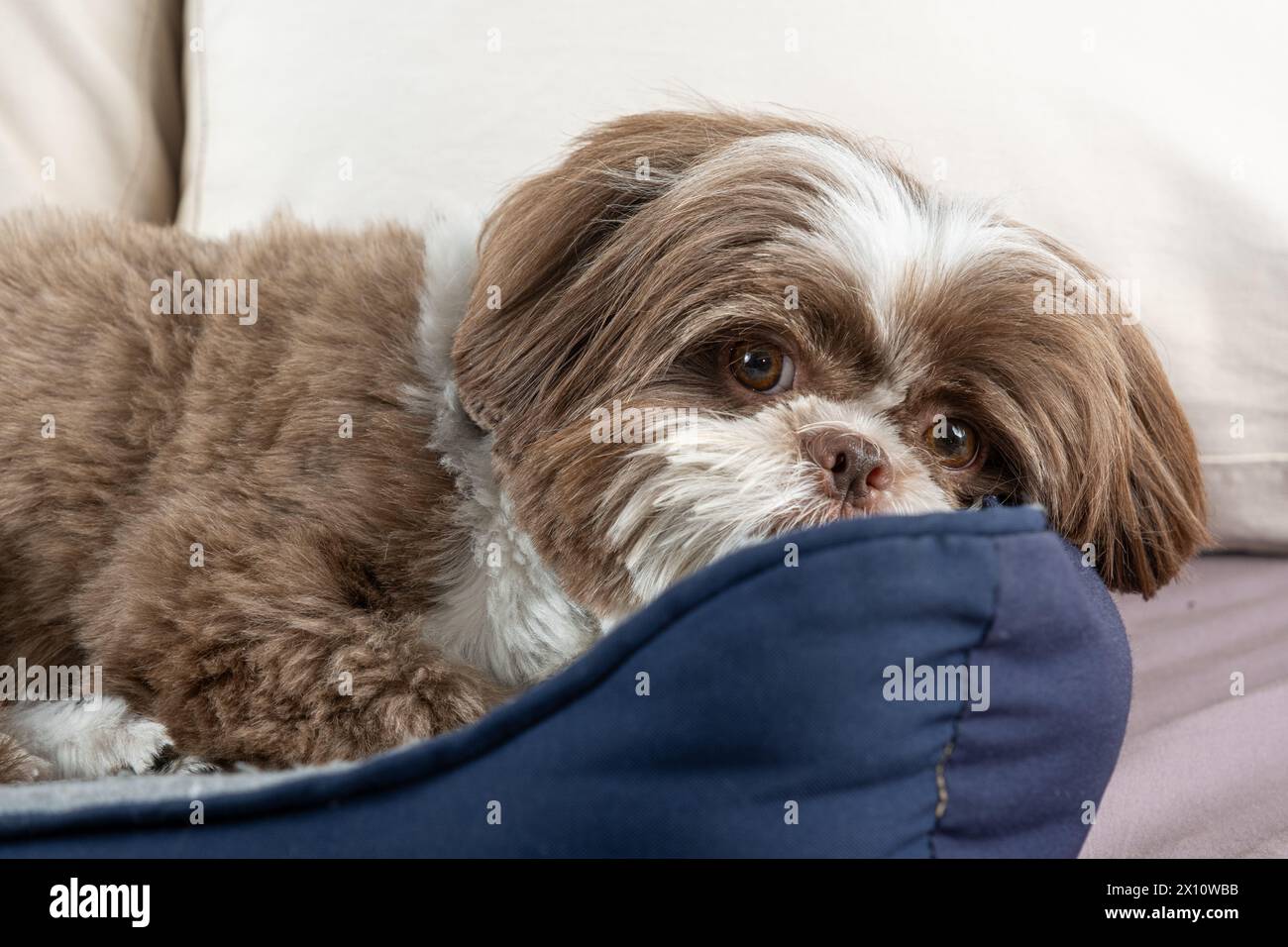 6 year old dog hi-res stock photography and images - Alamy
