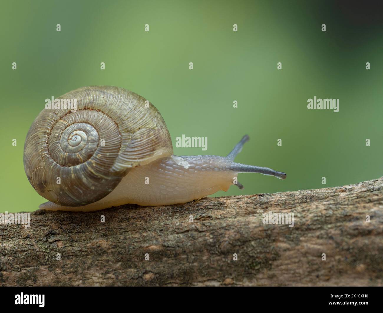 side view of a pretty forest snail (Aegopinella nitidula) creeping ...