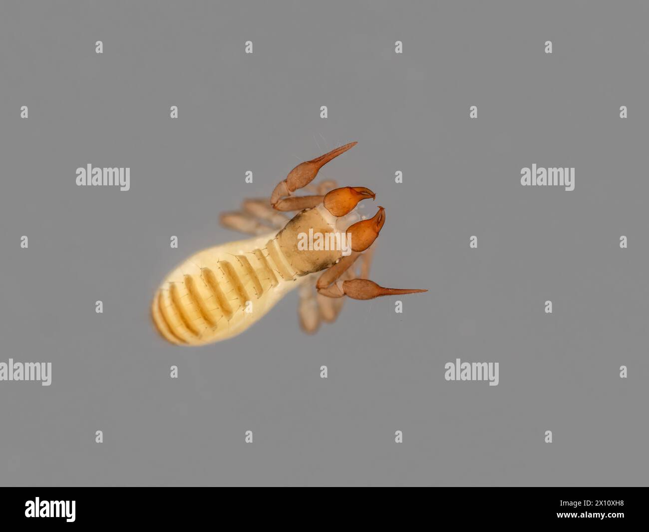 microscope photo of a preserved specimen of a pseudoscorpion ...