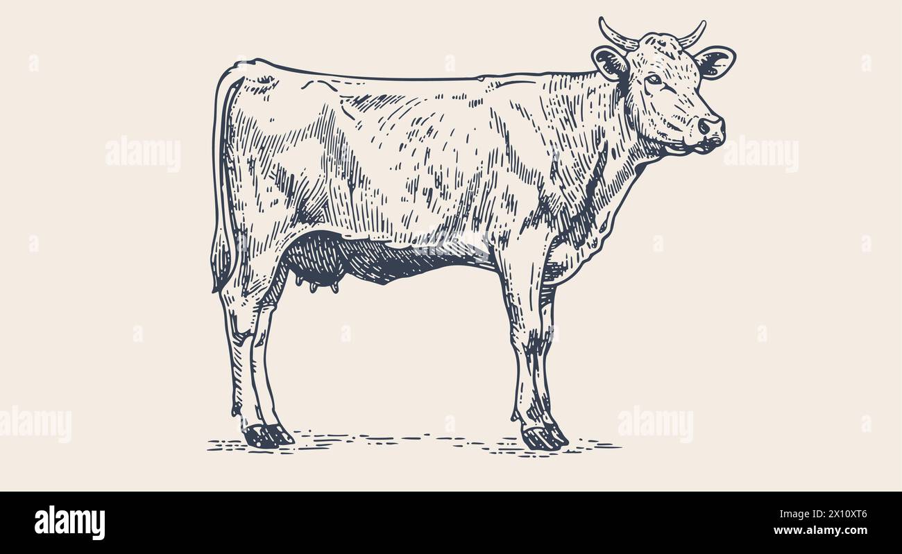 Bull icon print line Stock Vector Images - Alamy