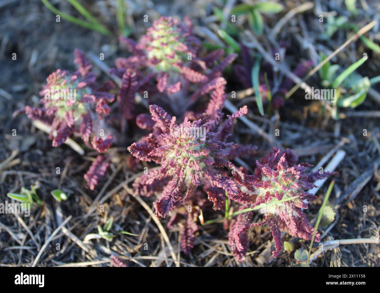 Emerging wood betony wildflowers at the restored tallgrass prairie at ...