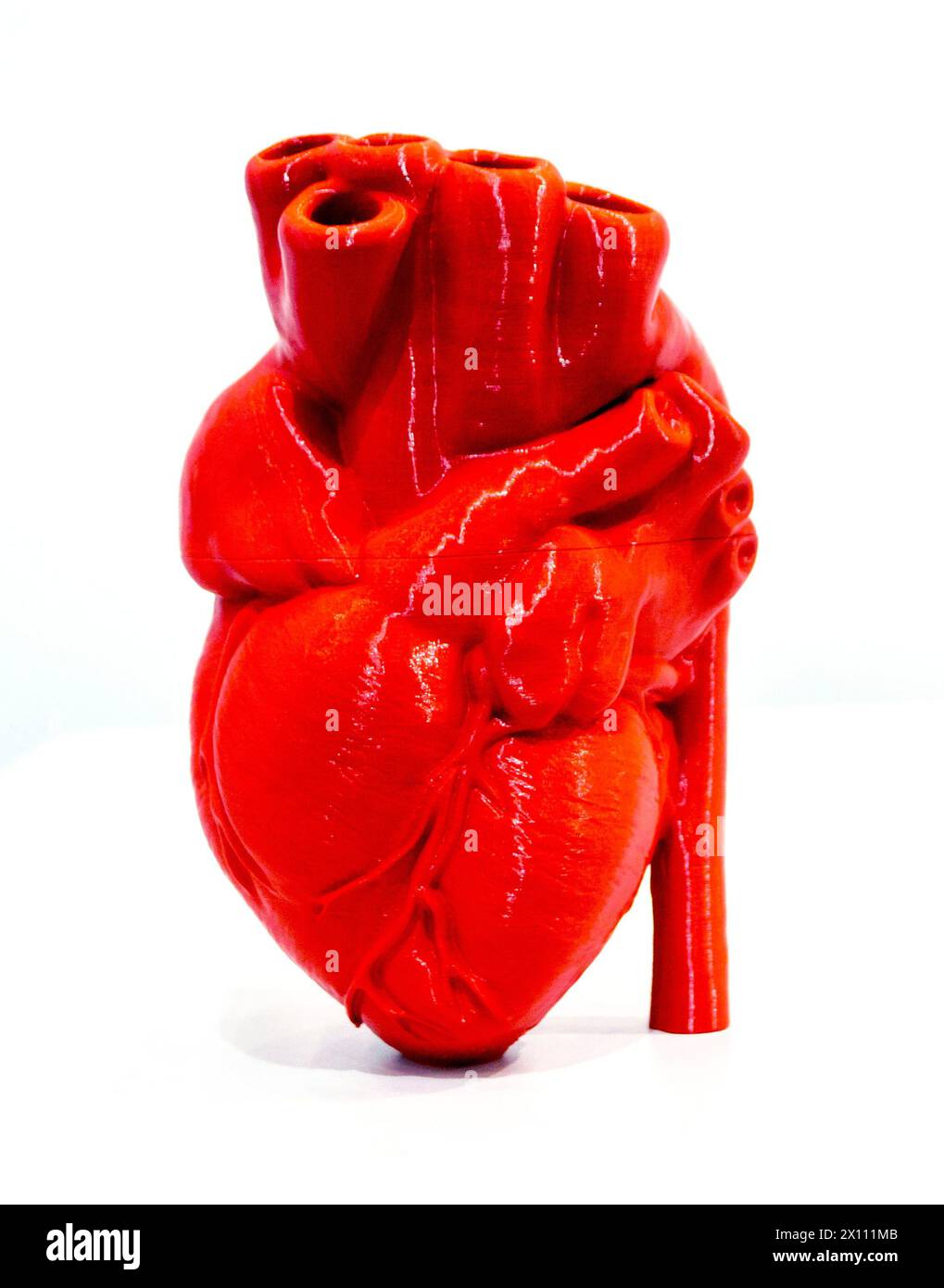 A prototype of a human heart 3D printed from molten red plastic. Model ...