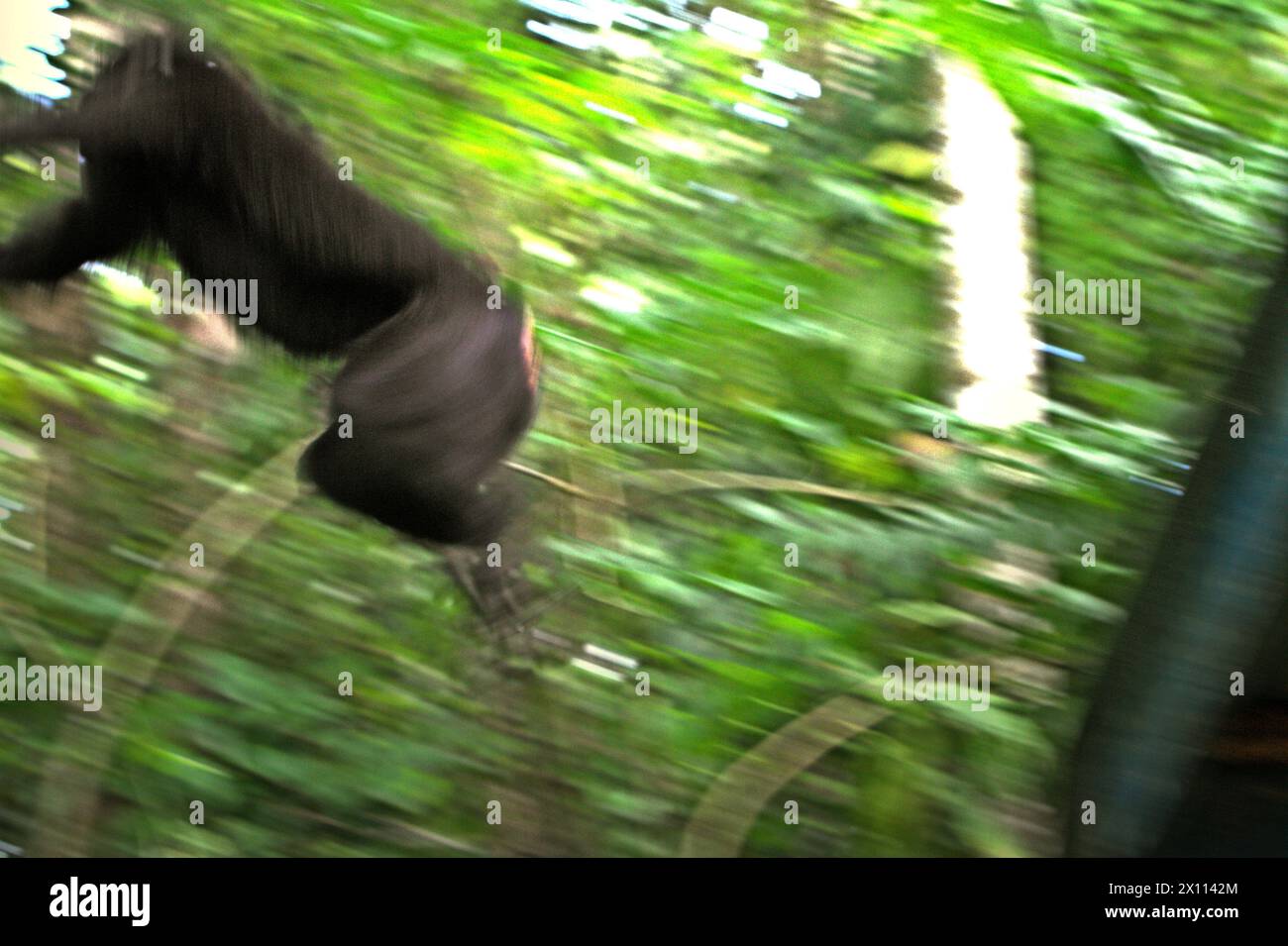 Primate geographic distribution hi-res stock photography and images - Alamy