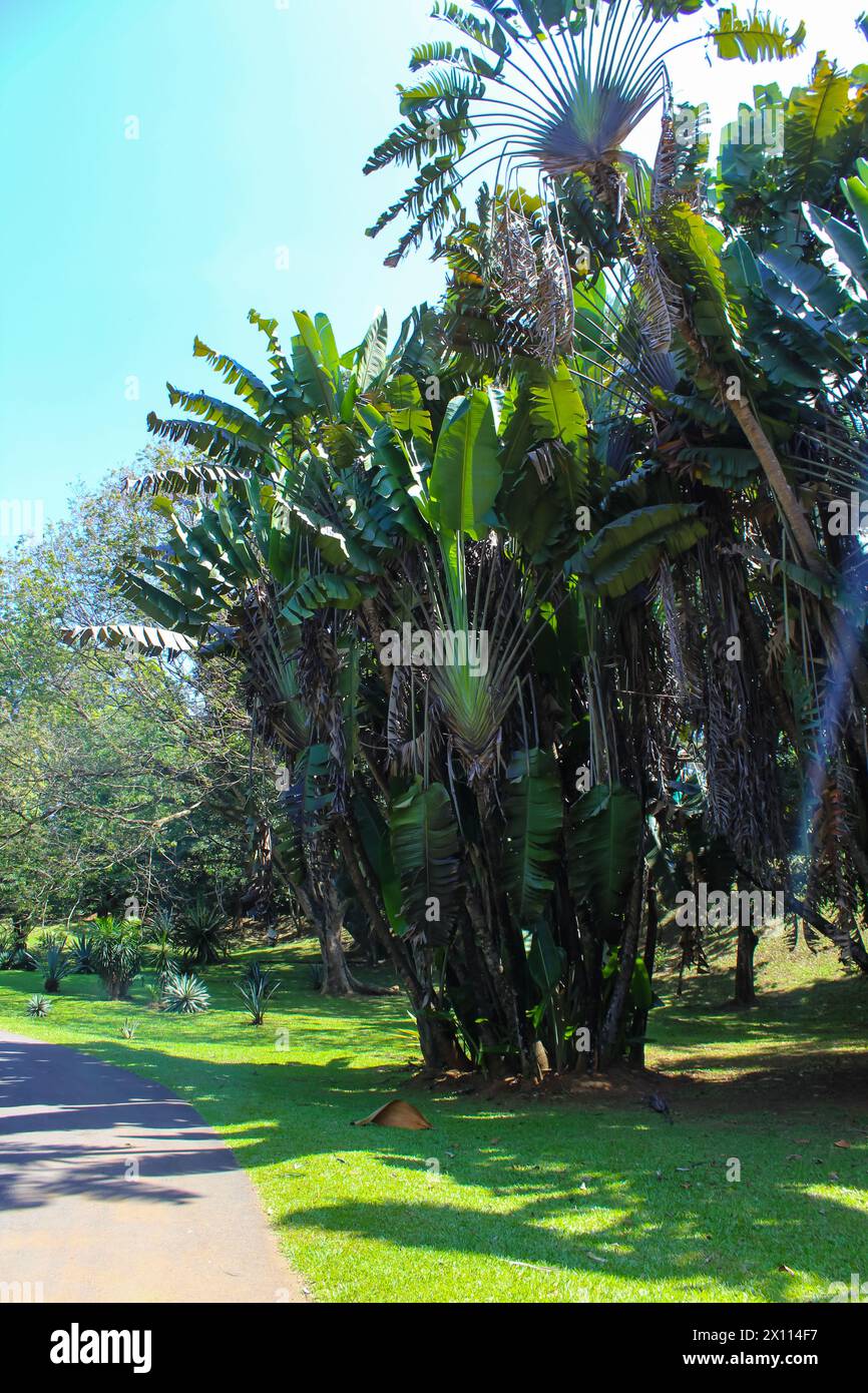 Palms at Kings Botanical Garden in Peradeniya, Kandy, Sri-Lanka. Close ...