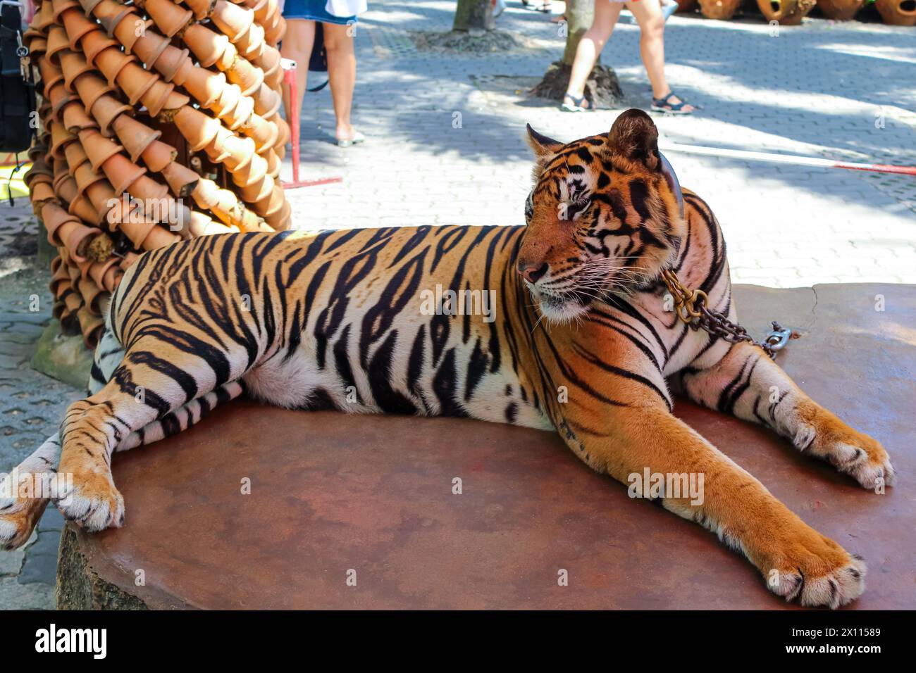A tiger at Nong Nooch Tropical Botanical Garden is a 500-acre botanical ...