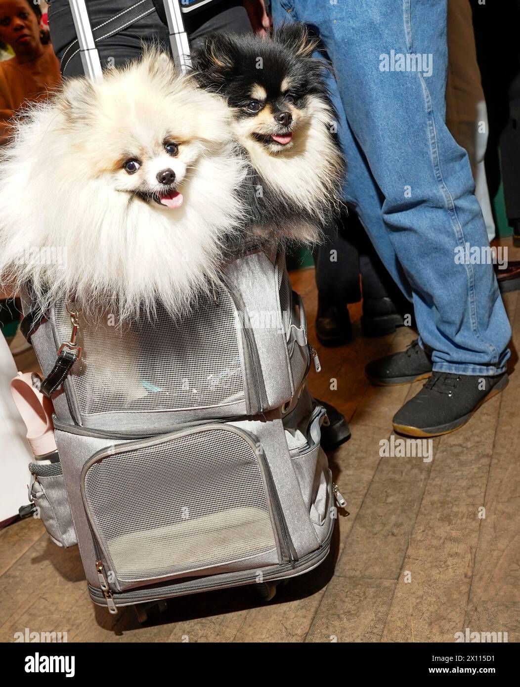 New York, United States. 14th Apr, 2024. The Patricia Field X Charlie ...