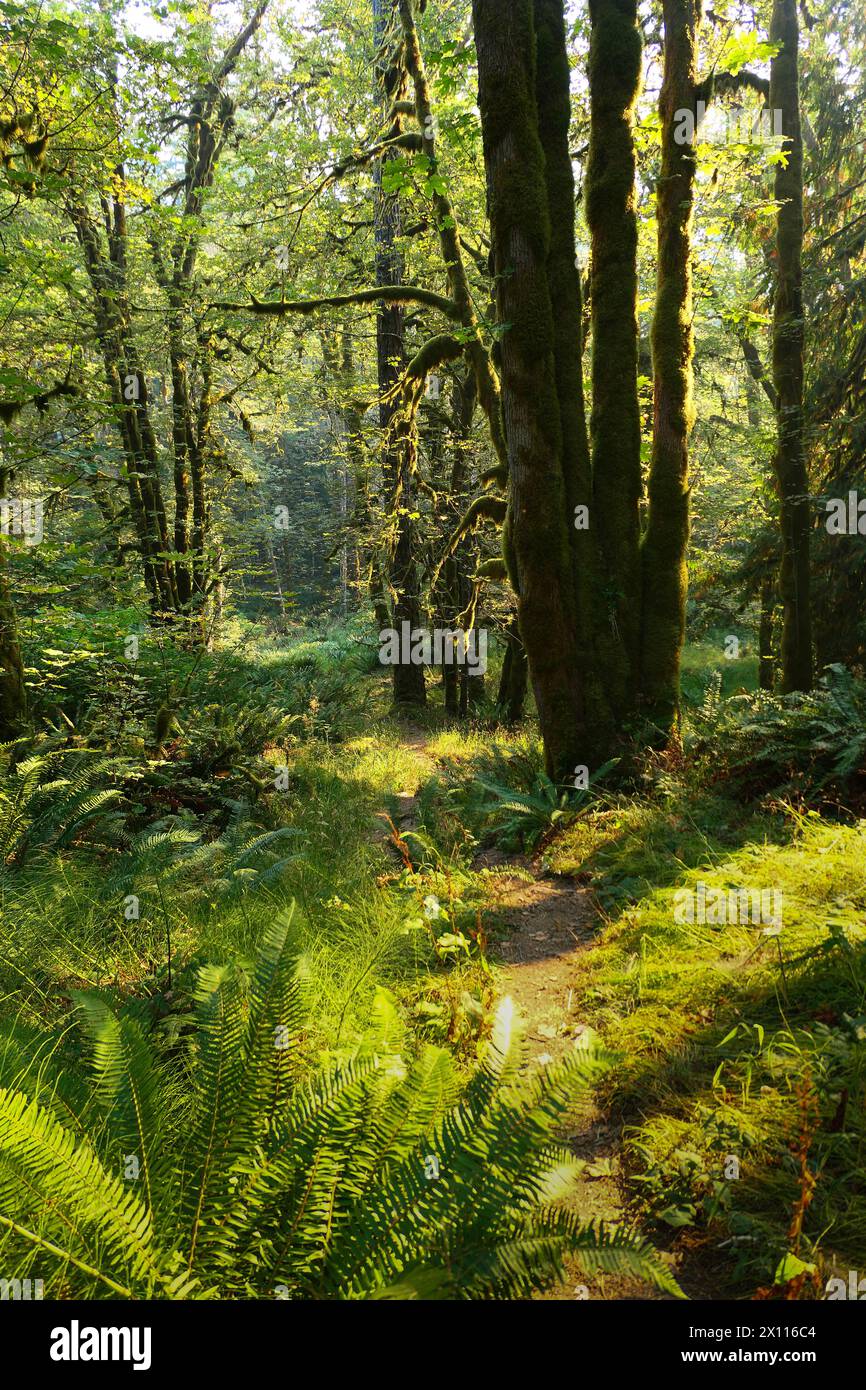 The West Elwha trail in the Olympic National Park, Washington State ...