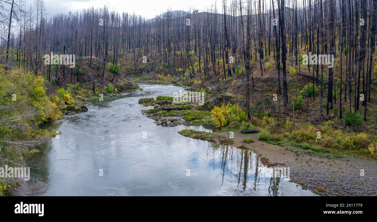 Panorama of burnt trees from a recent forest fire surrounding the North Umpqua River at the ...