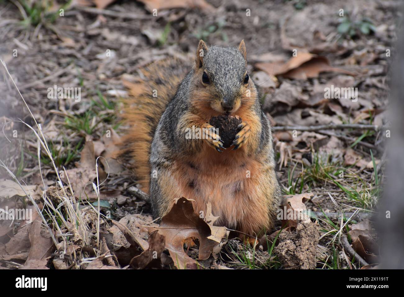 A Red (or Eastern) Fox Squirrel, sciurus niger, holding and eating a ...