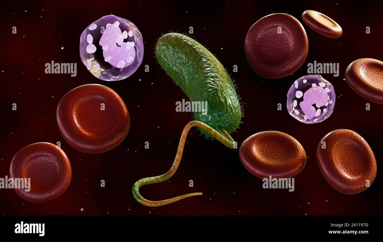 3D rendering of Vibrio vulnificus, red blood cells and white blood ...
