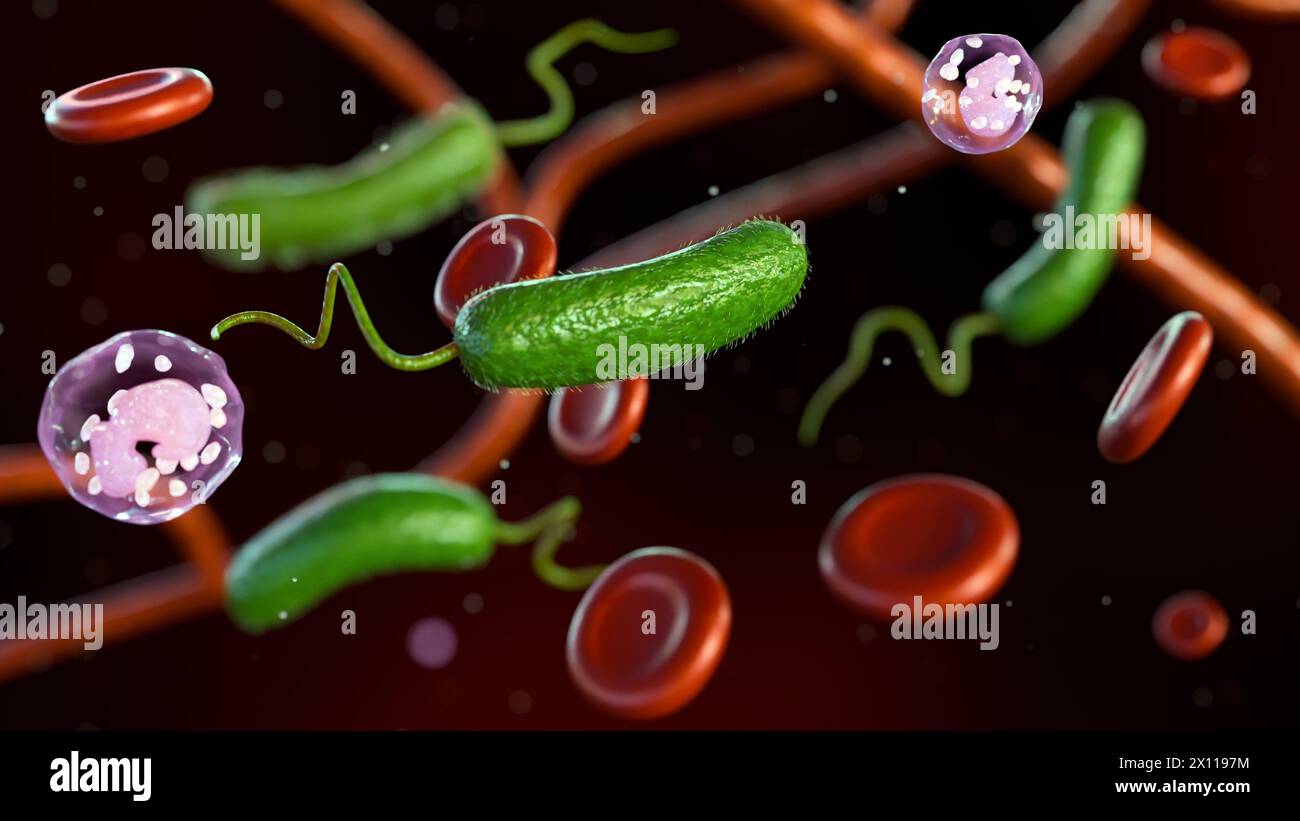 3D rendering of Vibrio vulnificus, red blood cells and white blood ...
