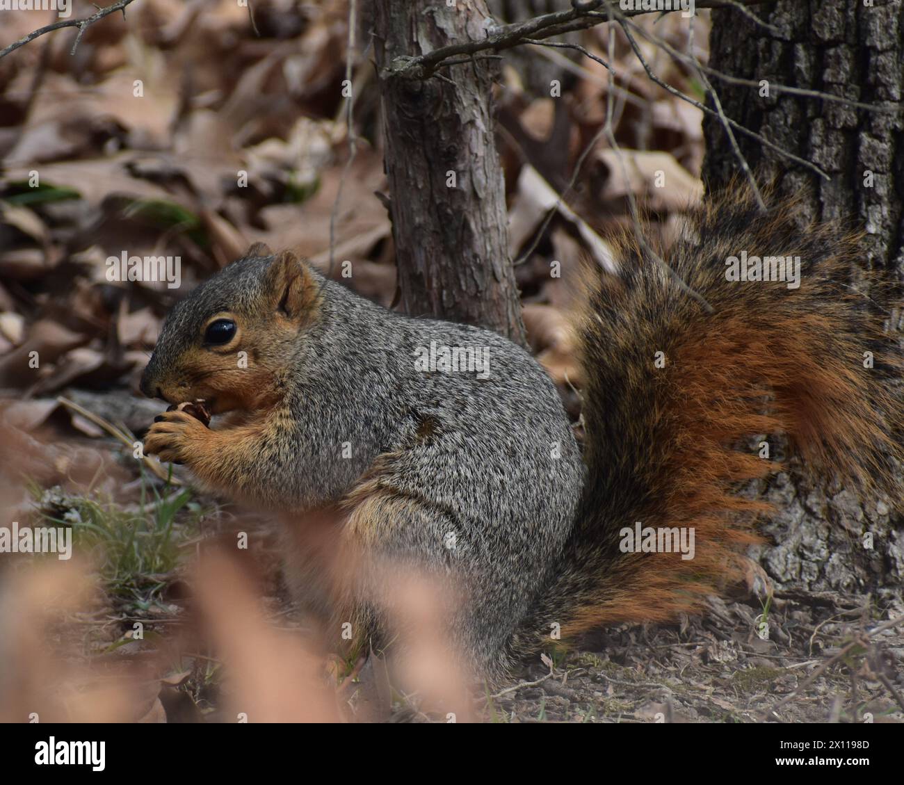 A Red (or Eastern) Fox Squirrel, sciurus niger, holding and eating a ...