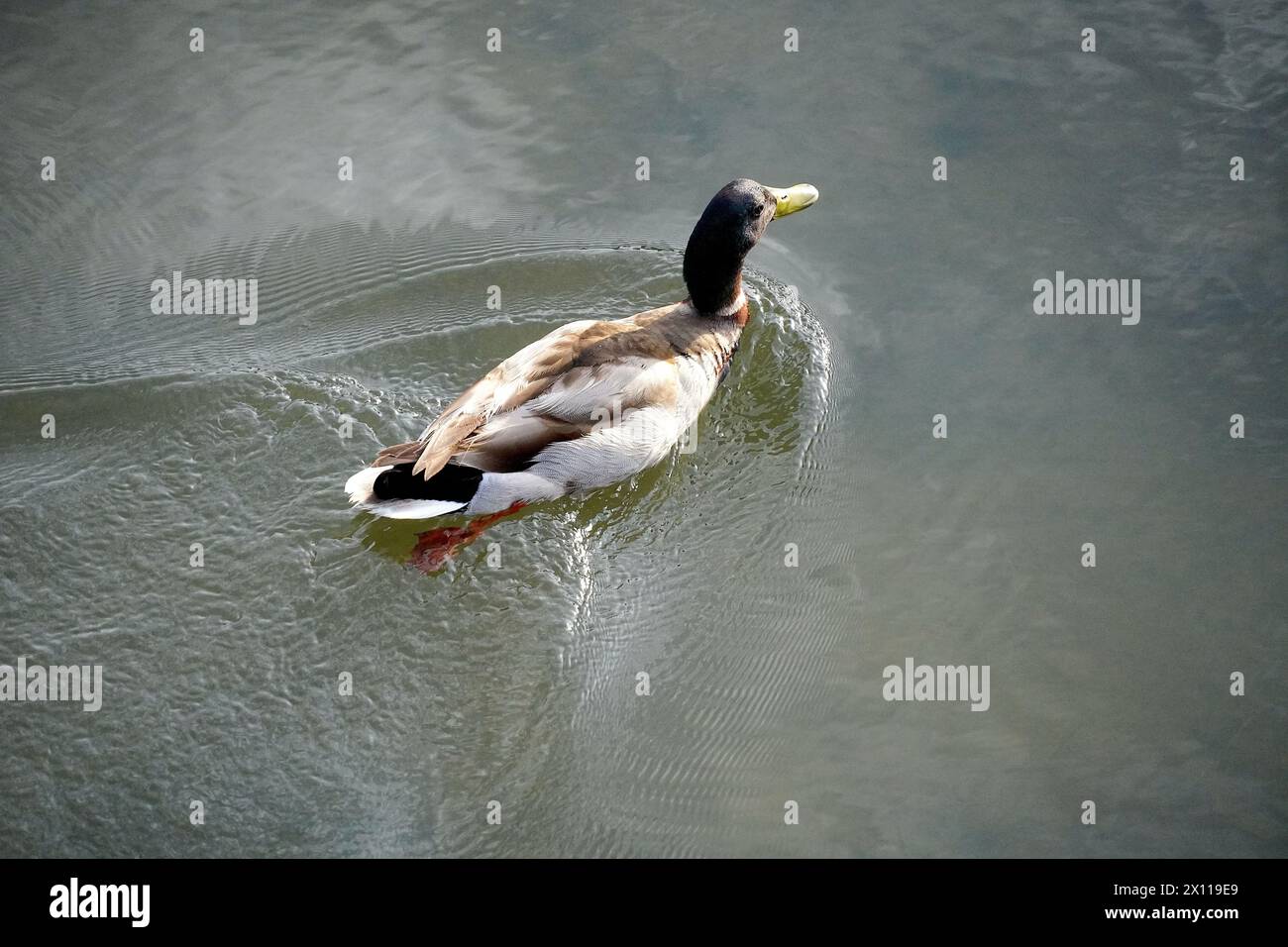 Birds in California Stock Photo - Alamy