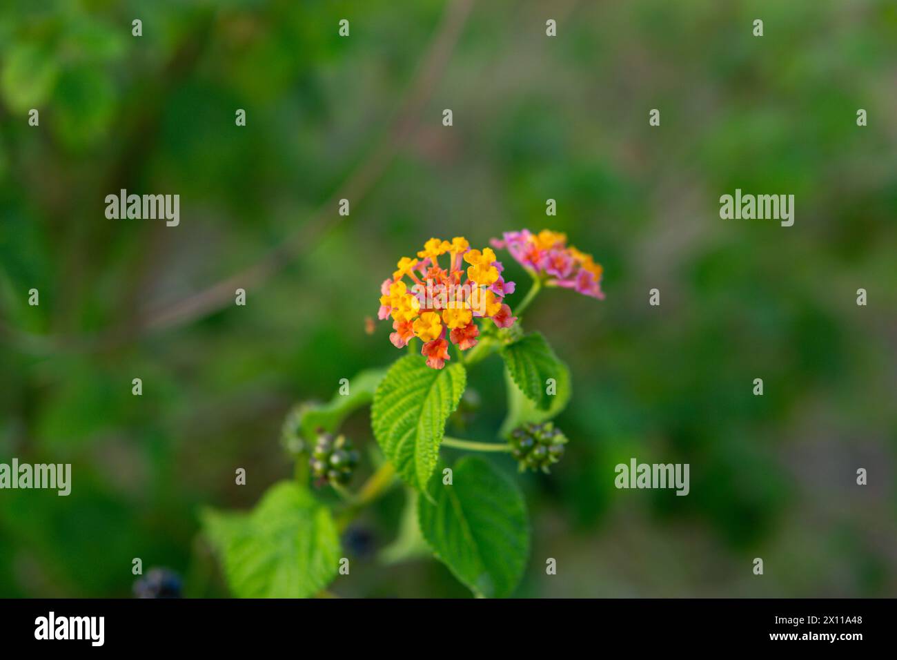 Close up view of West Indian Lantana.Beautiful flowers of west indian lantana flowers. Indian ...
