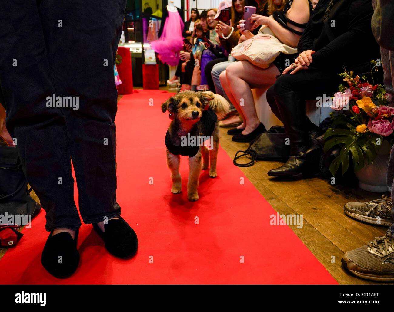 The Patricia Field X Charlie Rescue Dog Runway Show featuring dog ...