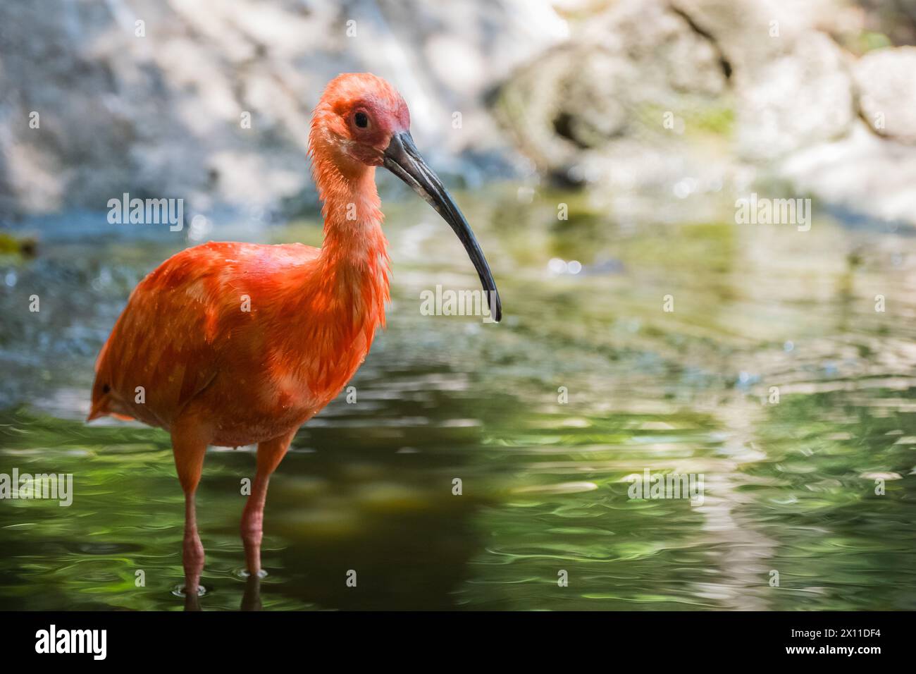 Vibrant Scarlet Ibis in Tropical Wetlands: Exotic Birdwatching Moment ...