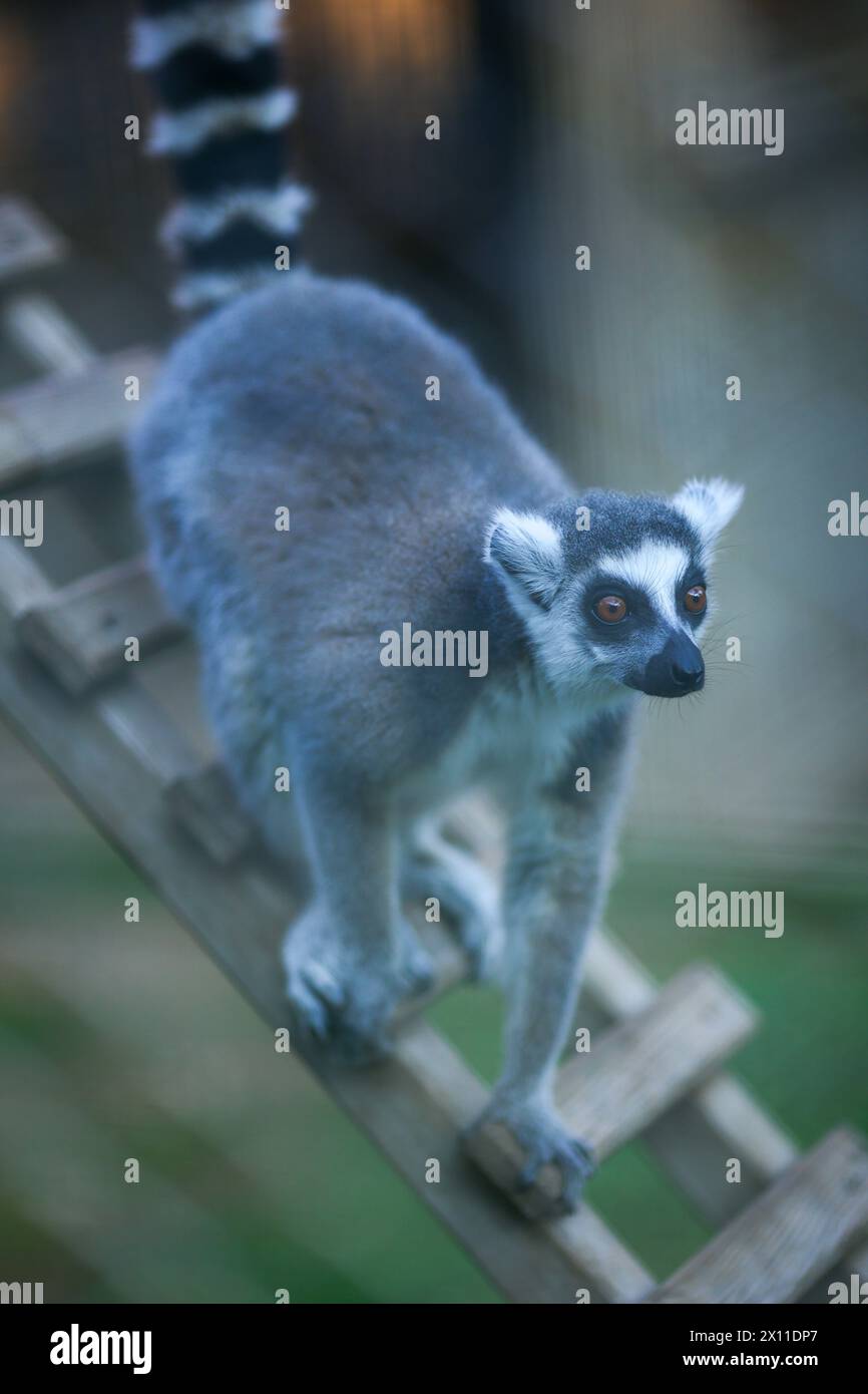Antalya, Turkey, 02.22.2021: The ring-tailed lemur (Lemur catta) in Zoo ...
