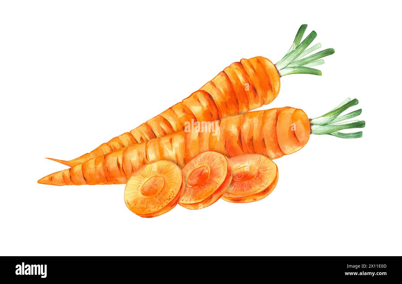 Watercolor carrot hand drawn isolated on white. Food illustration ...