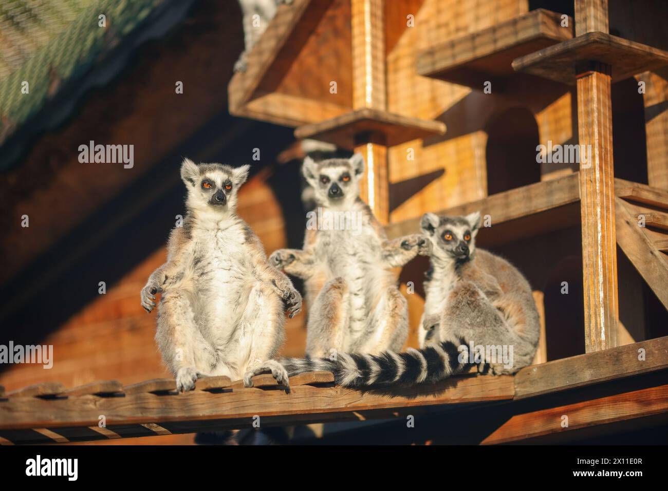 Antalya, Turkey, 02.22.2021: Ring tailed funny lemur (Lemur catta ...