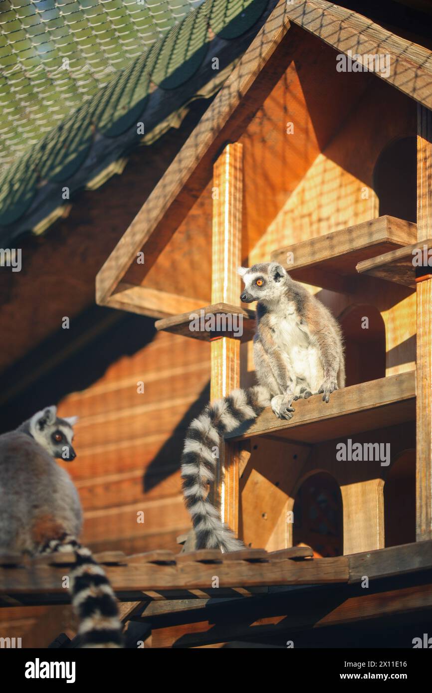 Antalya, Turkey, 02.22.2021: Ring tailed funny lemur (Lemur catta ...