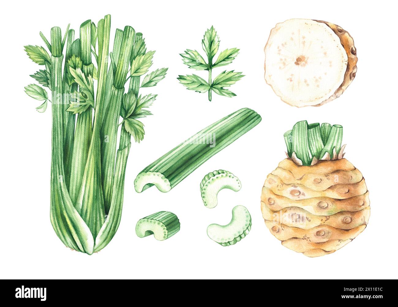 Watercolor celery set, hand drawn isolated on white. Celery vegetable ...