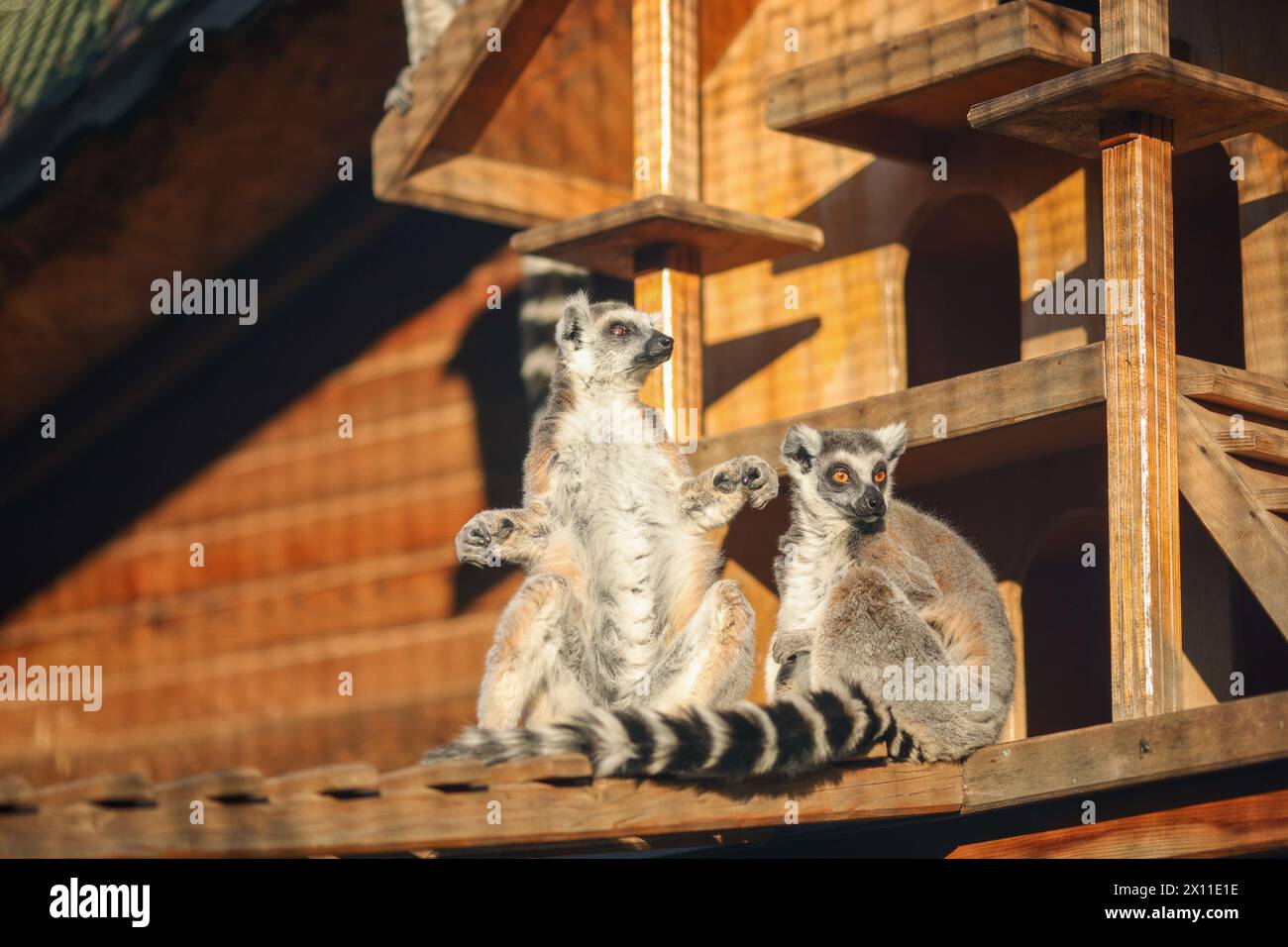 Antalya, Turkey, 02.22.2021: Ring tailed funny lemur (Lemur catta ...