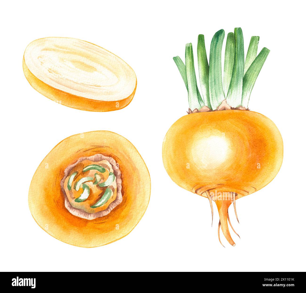 Watercolor set of turnips, hand drawn isolated on white. Turnip ...