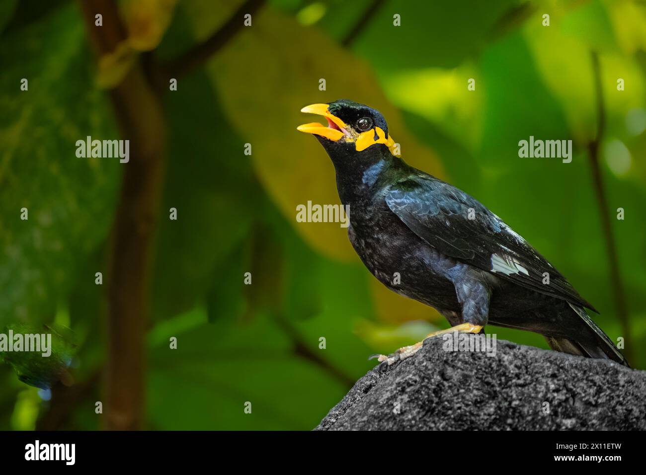 Close up of Common Hill Myna Gracula religiosa intermedia, isolated on ...