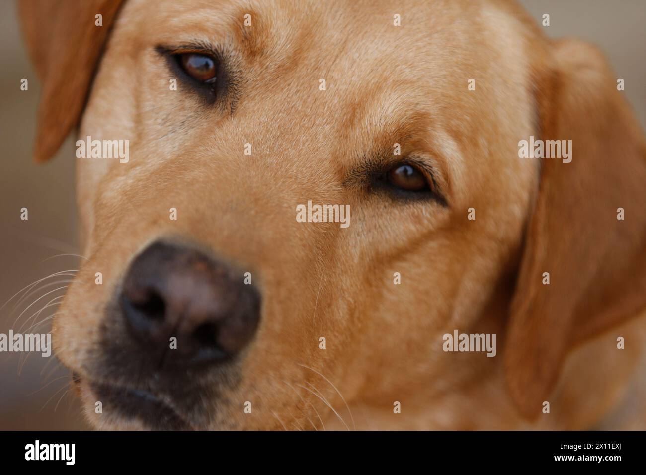 Thor, a yellow Labrador retriever, who is a military working dog with ...