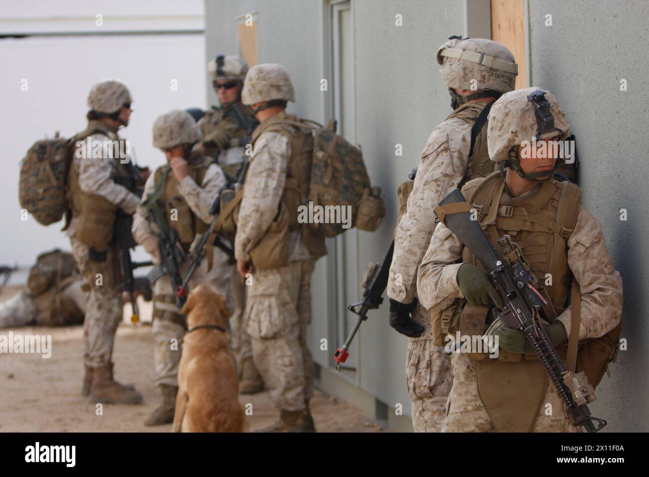 Thor the marine dog hi-res stock photography and images - Alamy