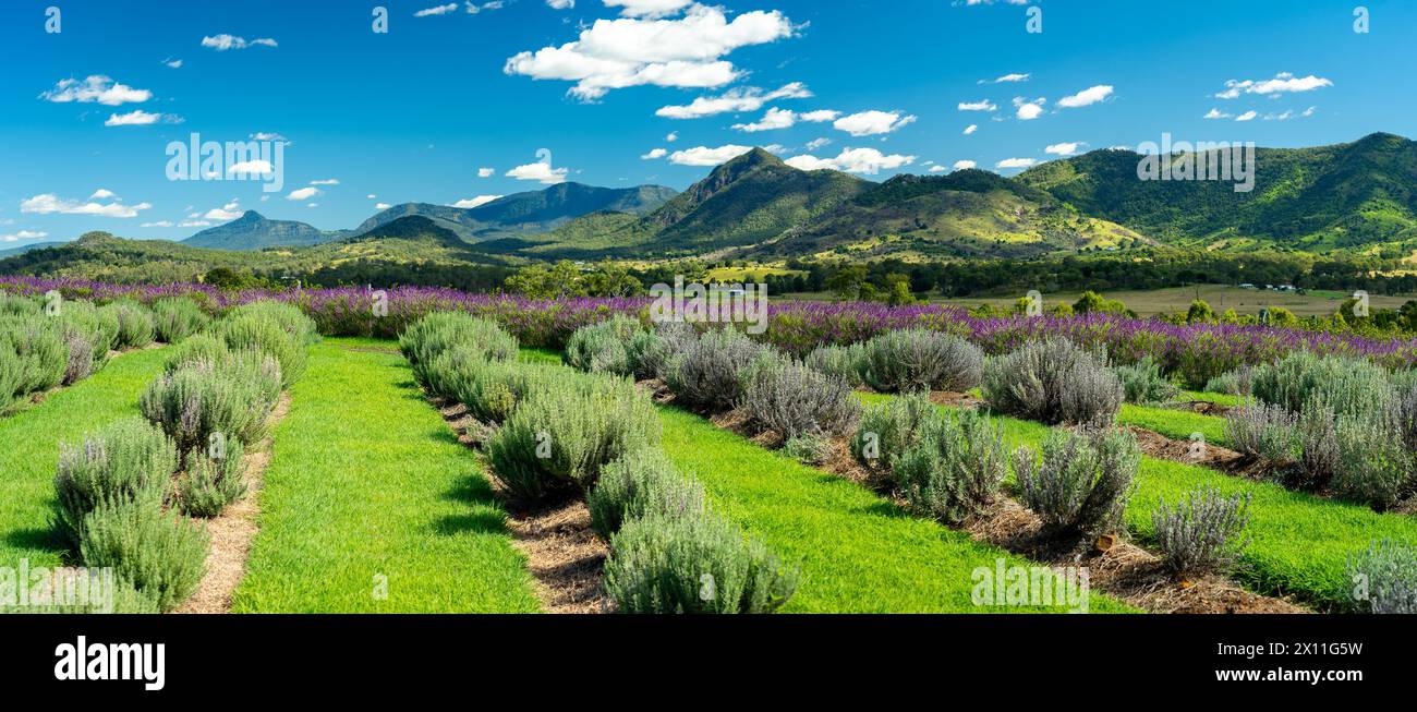 Lavender fields in rural Queensland, Australia Stock Photo - Alamy