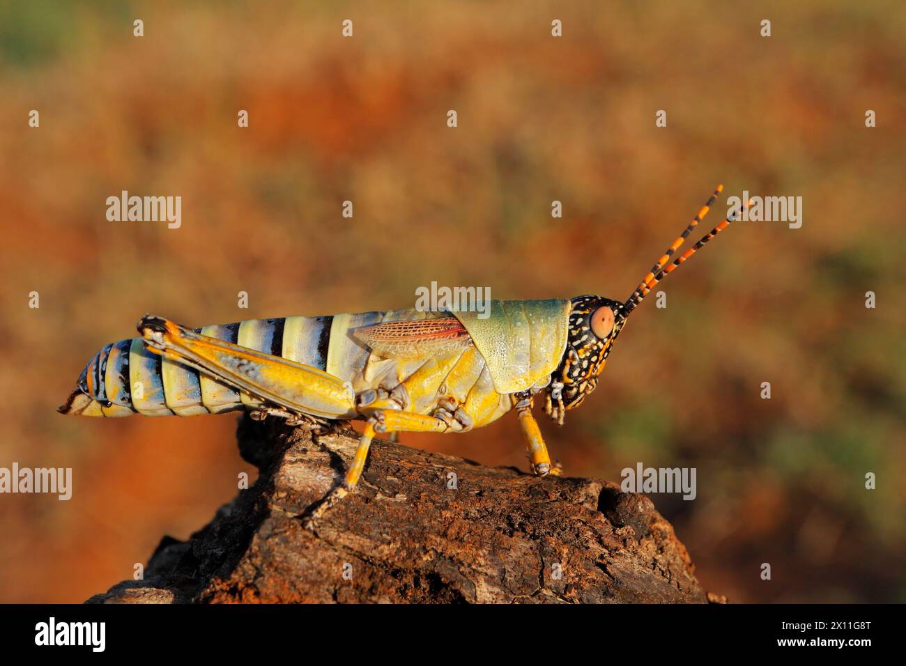 An elegant grasshopper (Zonocerus elegans) in natural habitat, South ...