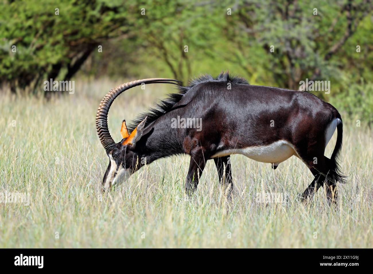 A magnificent sable antelope (Hippotragus niger) bull in natural ...