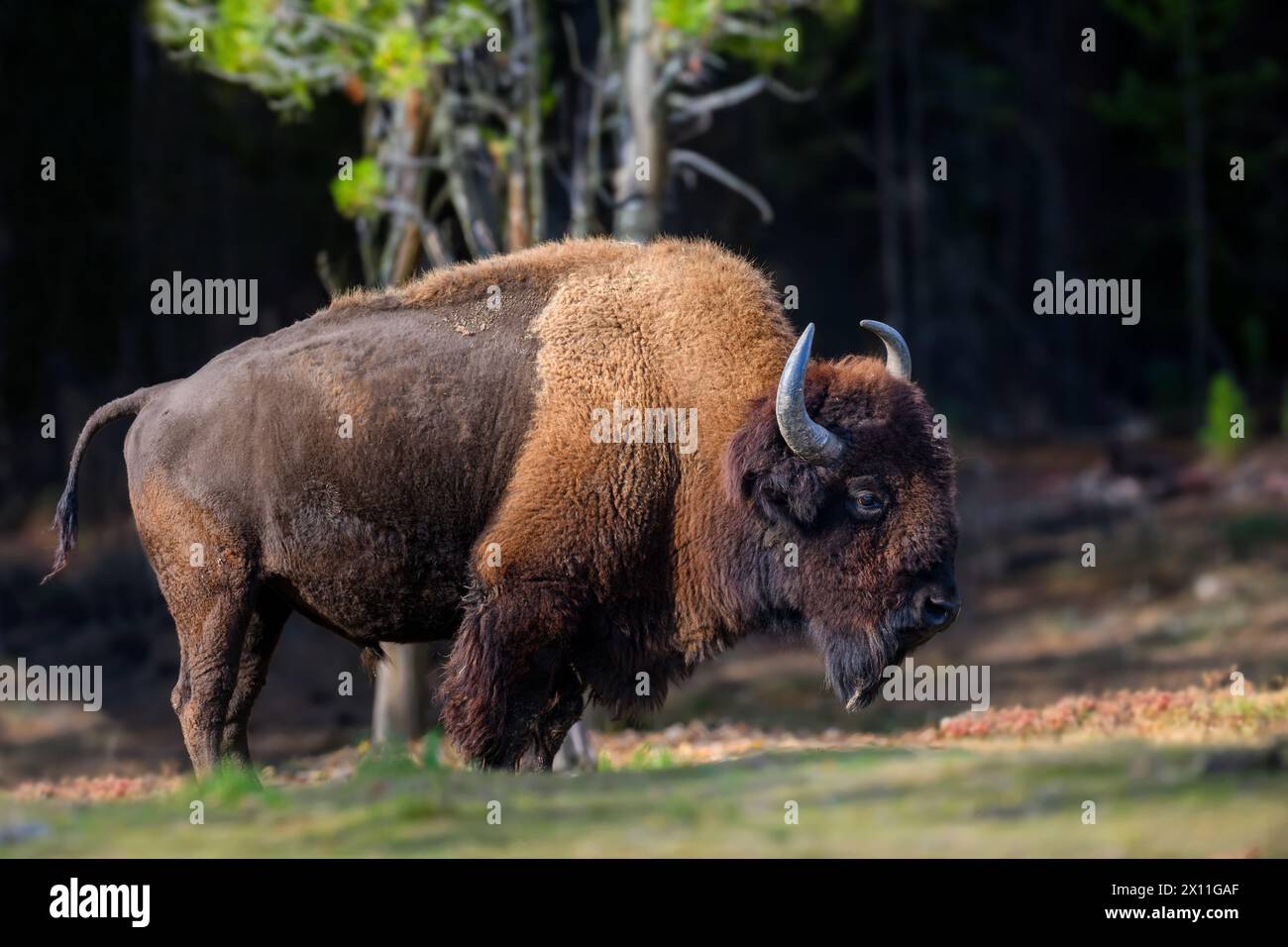 Wild adult Bison in the autumn forest. Wildlife scene from spring ...