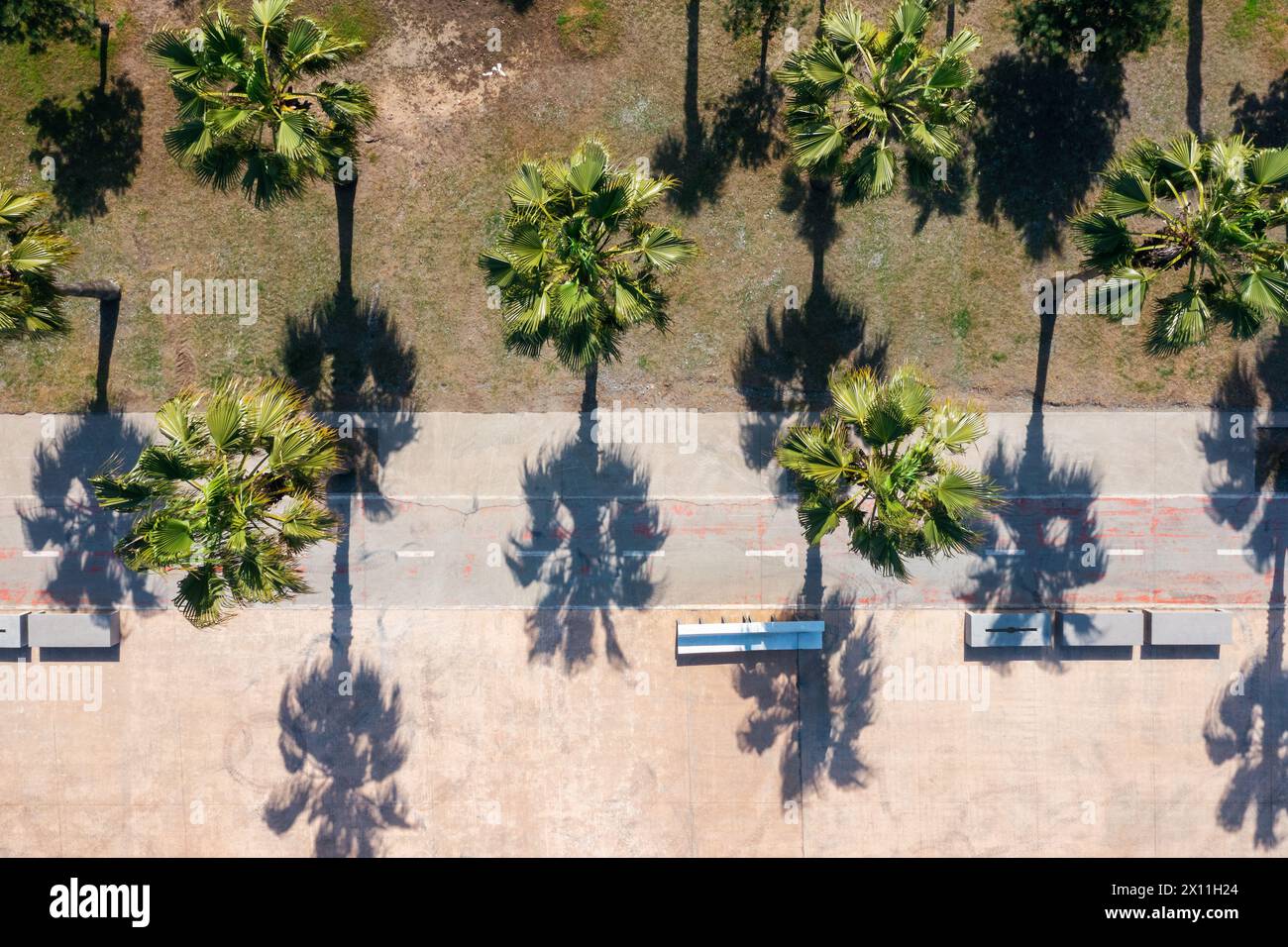 Aerial view of tropical summer palm trees with shadows along the ...