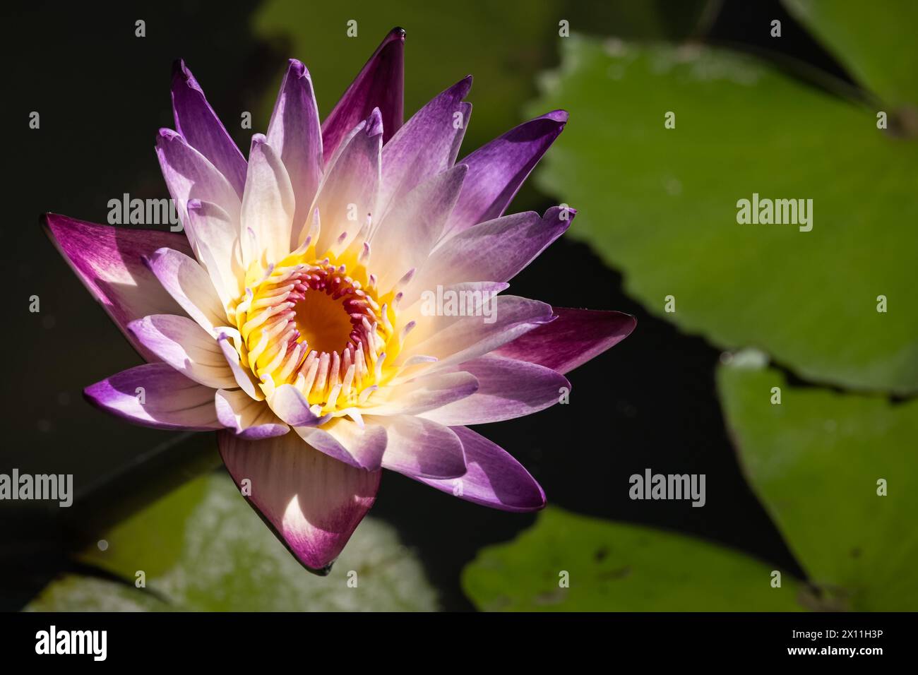 Nymphaea nouchali is an aquatic flowering plant that grows from ...