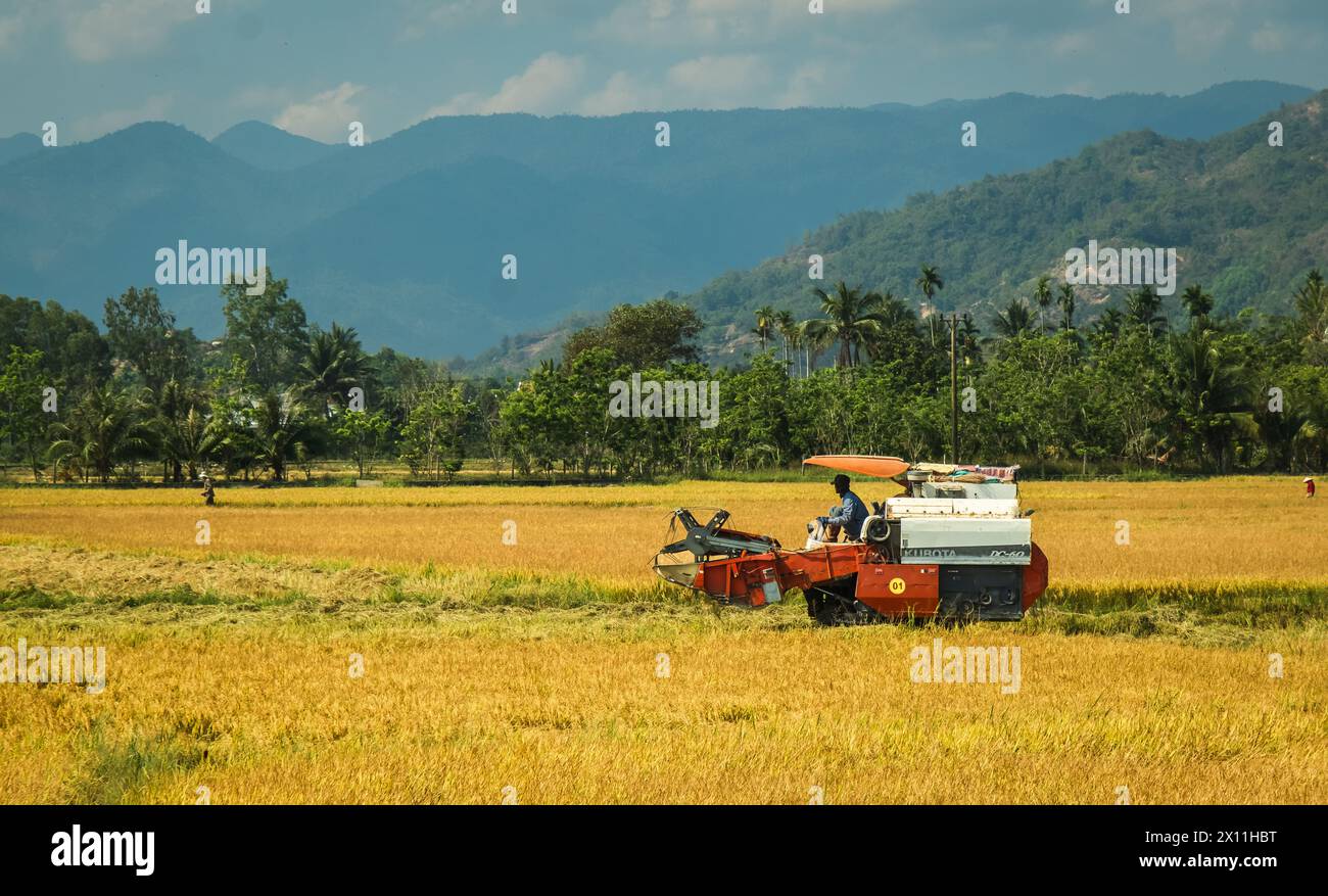 Farmers rice harvesting hi-res stock photography and images - Alamy