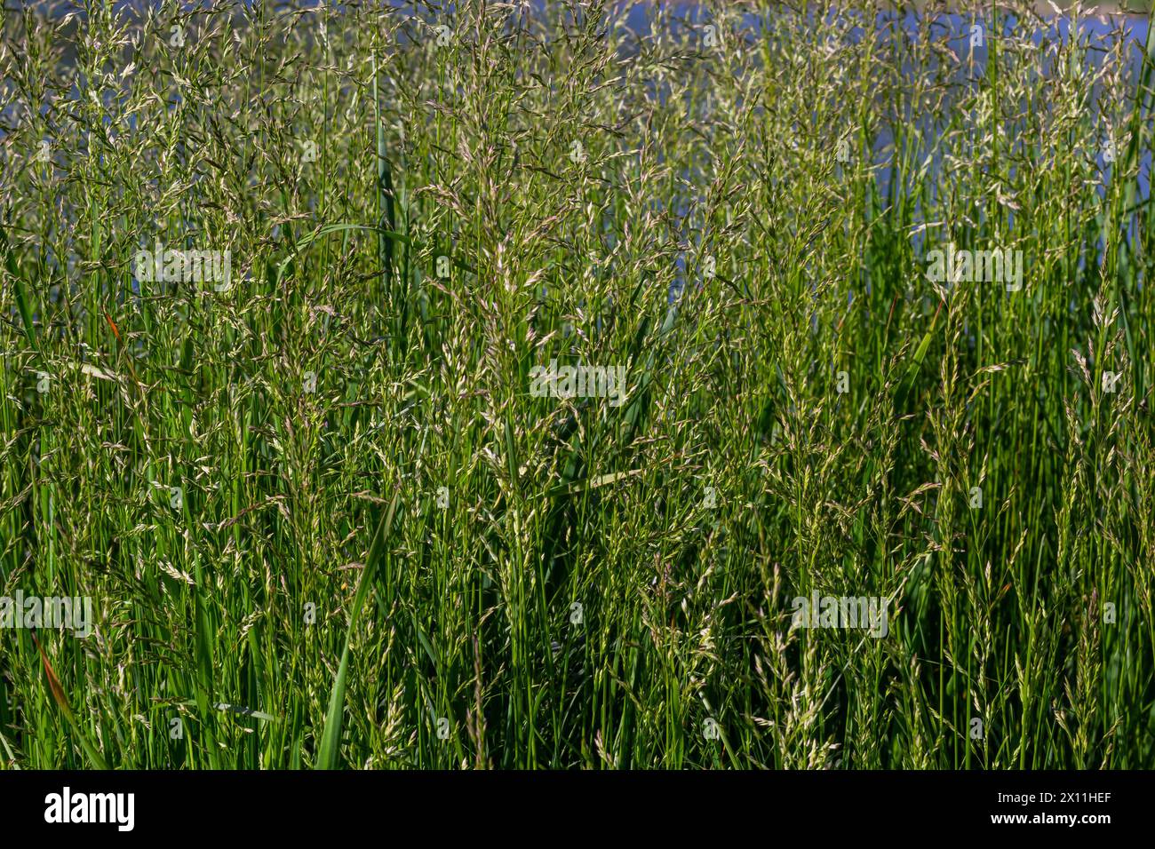 Meadow grass meadow with the tops of stele panicles. Poa pratensis ...