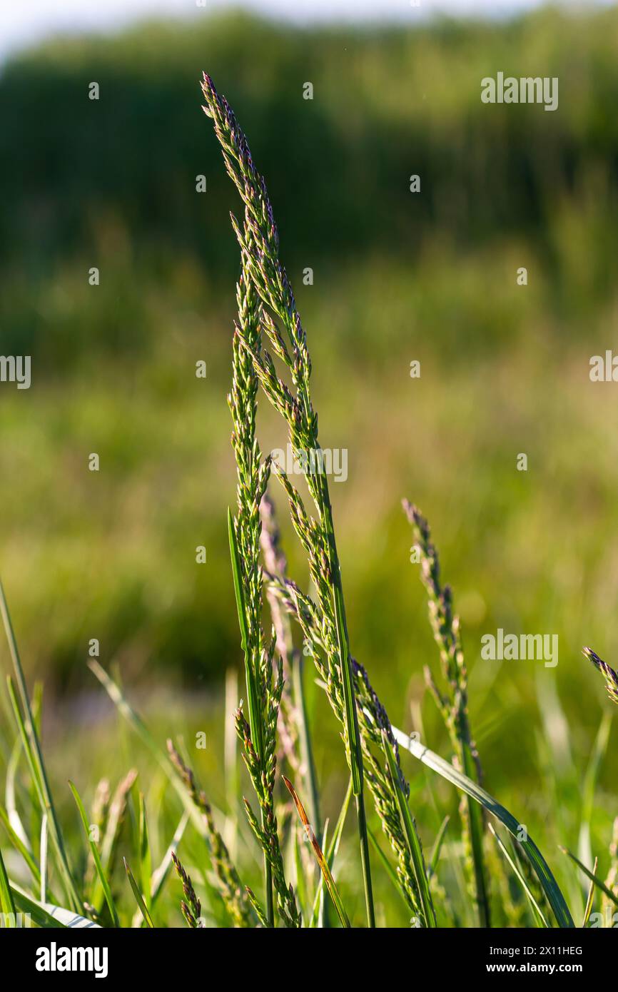 Meadow grass meadow with the tops of stele panicles. Poa pratensis ...