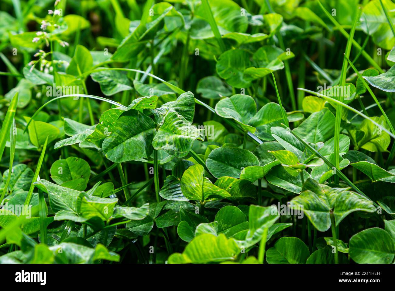 Green Nature Clover Clovers Densely Growing Clovers · Free Stock
