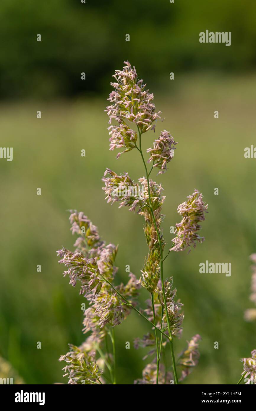 Plant Dactylis against green grass.In the meadow blooms valuable fodder ...