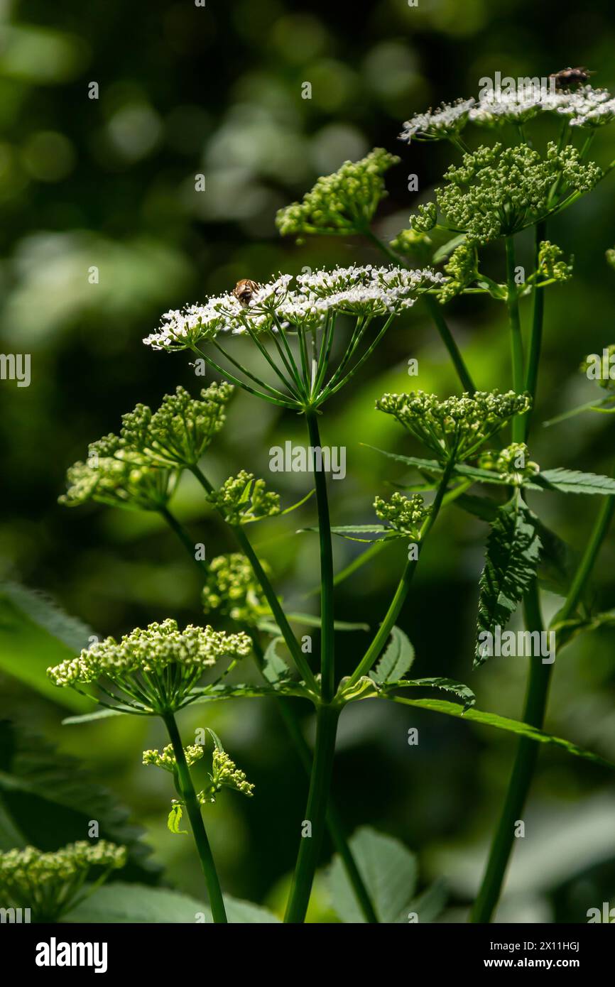 Conium maculatum, colloquially known as hemlock, poison hemlock or wild ...