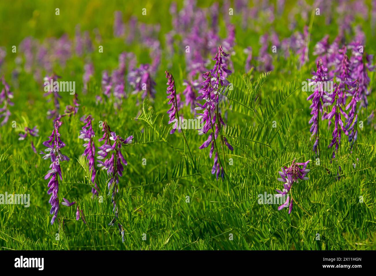 Vetch, vicia cracca valuable honey plant, fodder, and medicinal plant ...